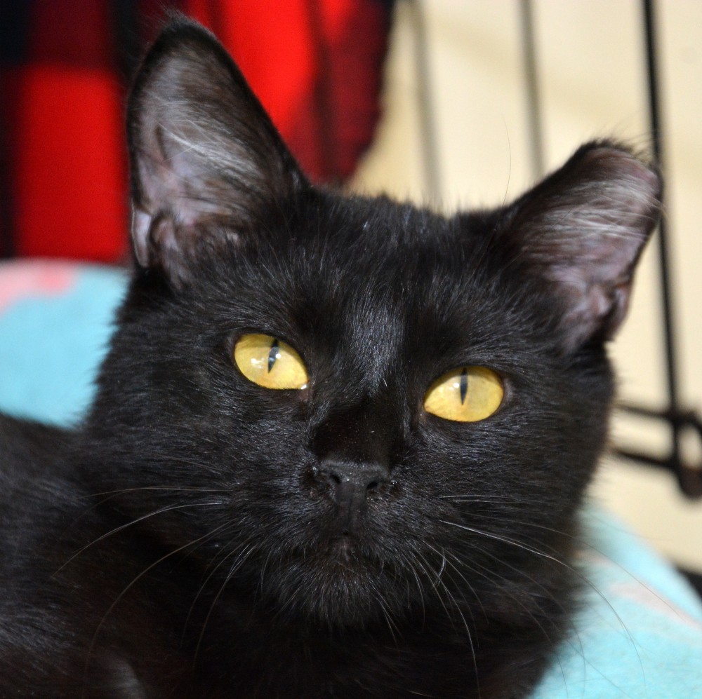 Murray | Shadow Cats