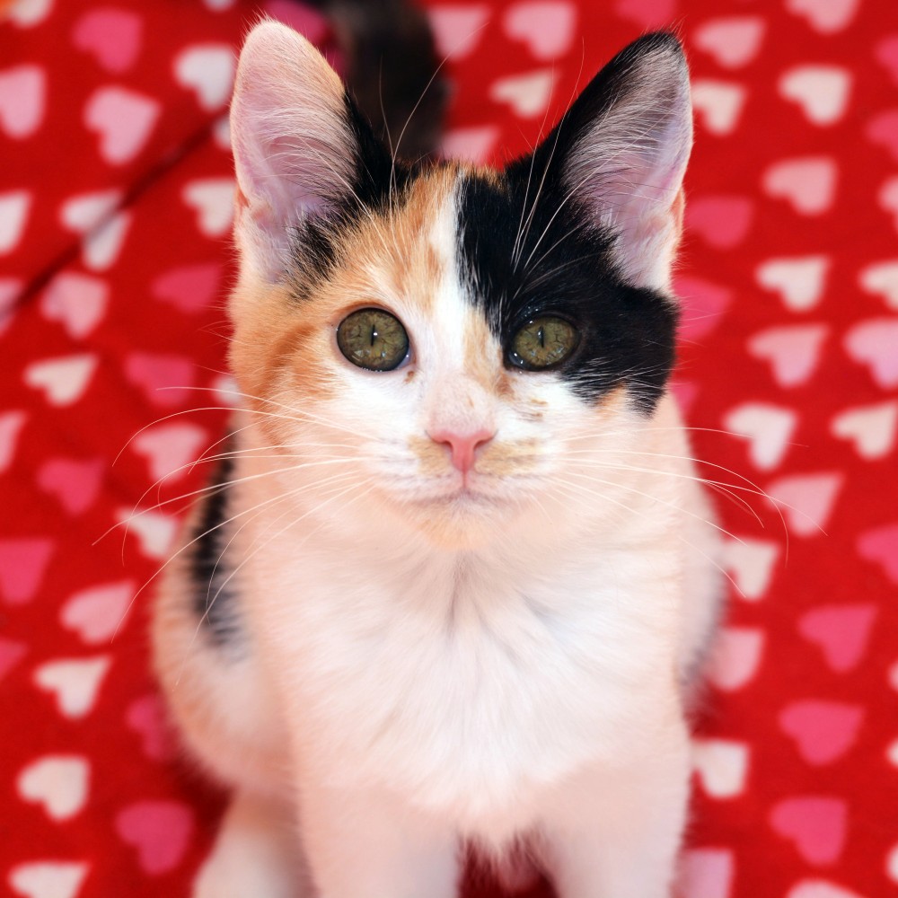 Callie | Shadow Cats