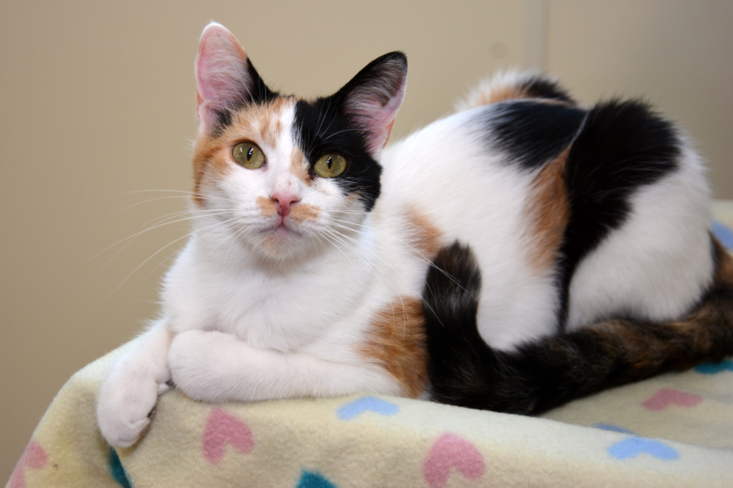 Callie | Shadow Cats