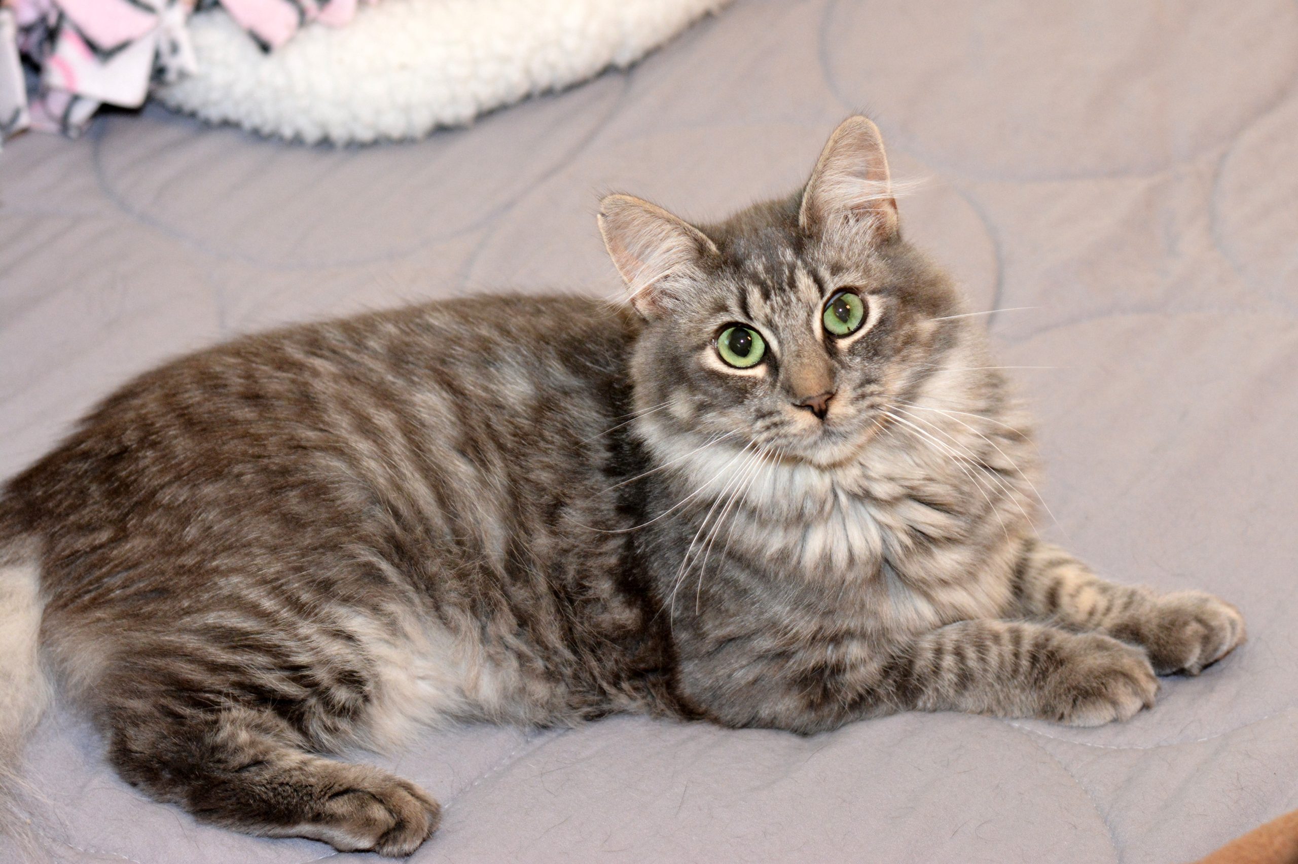 Tom Petty | Shadow Cats