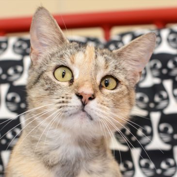 Jolene | Shadow Cats