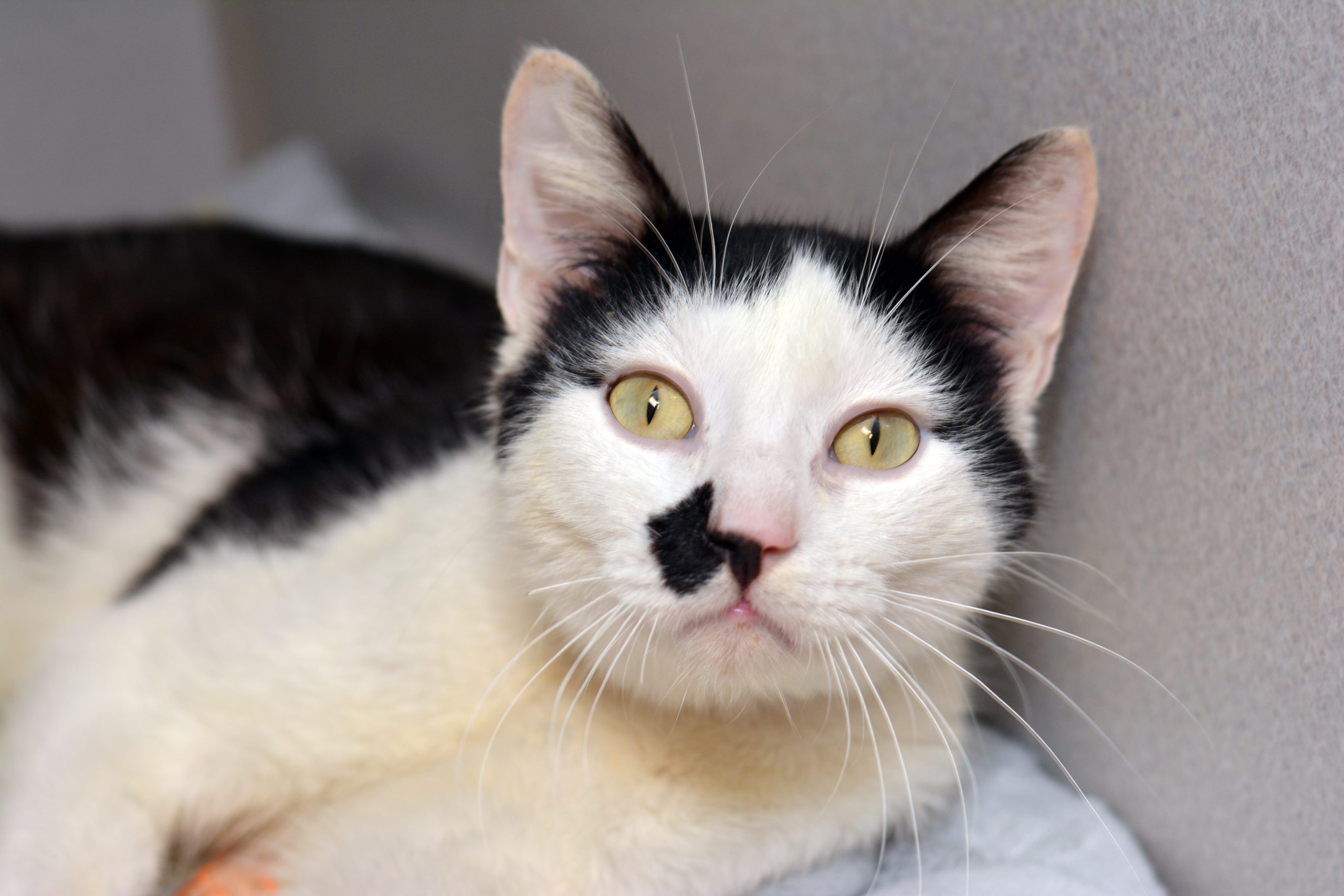 Domino | Shadow Cats