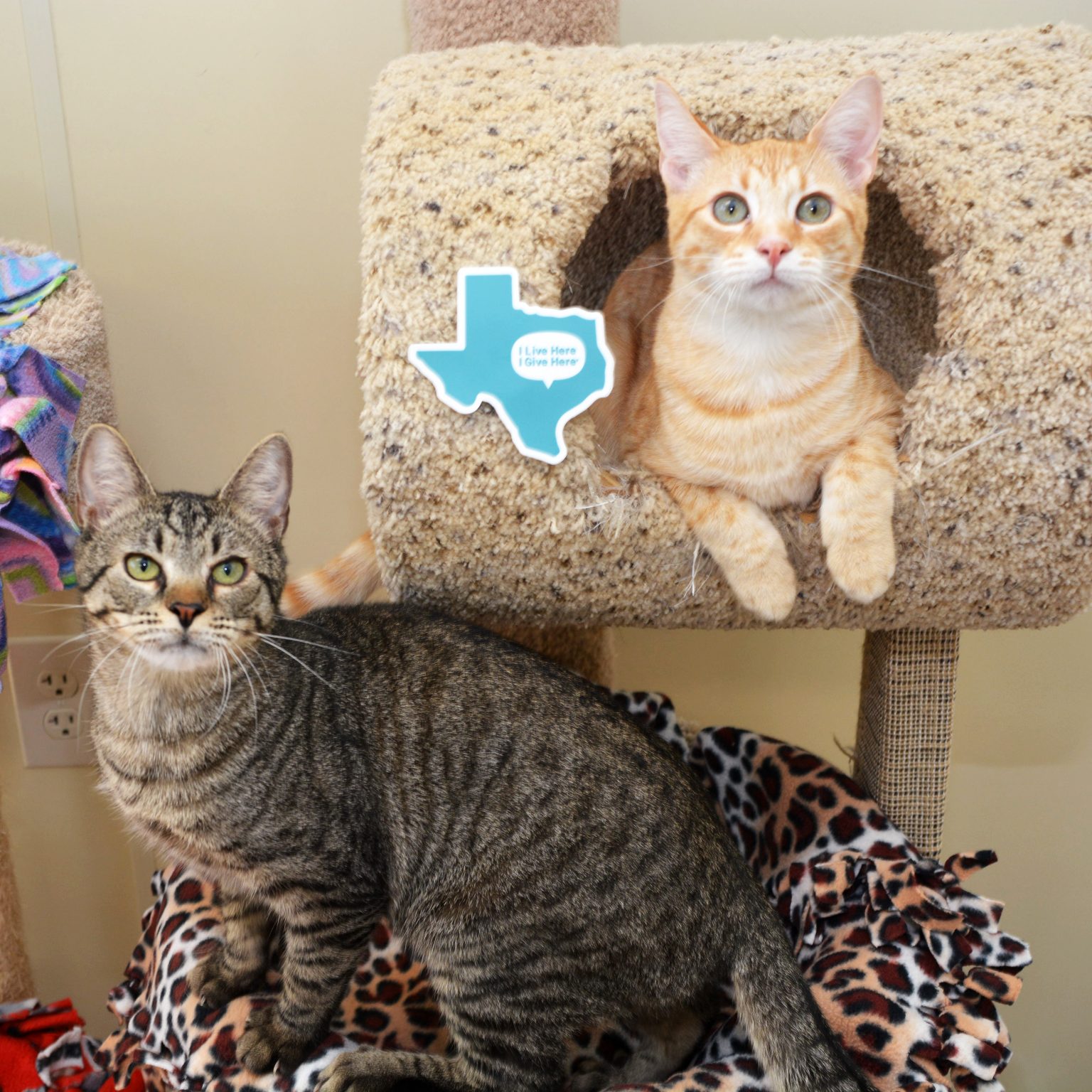 Watson | Shadow Cats