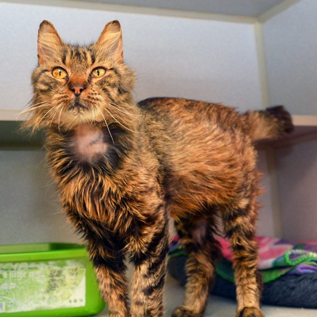 Sunflower | Shadow Cats