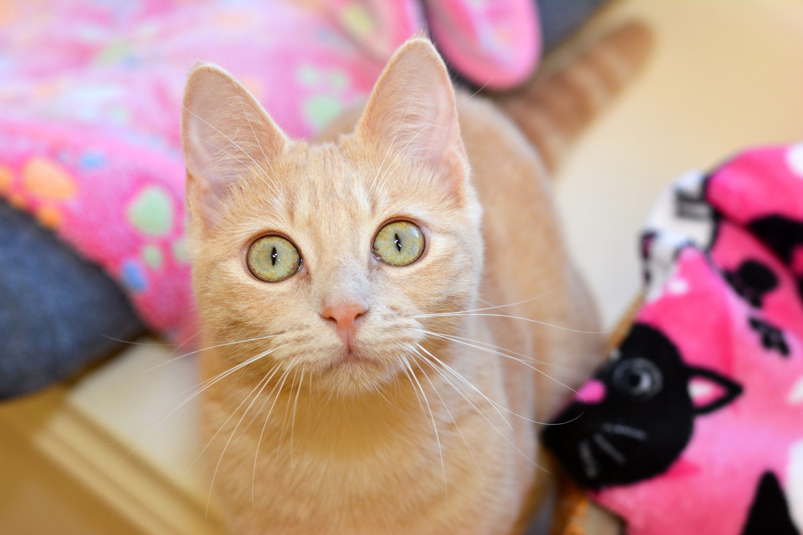 Marigold | Shadow Cats