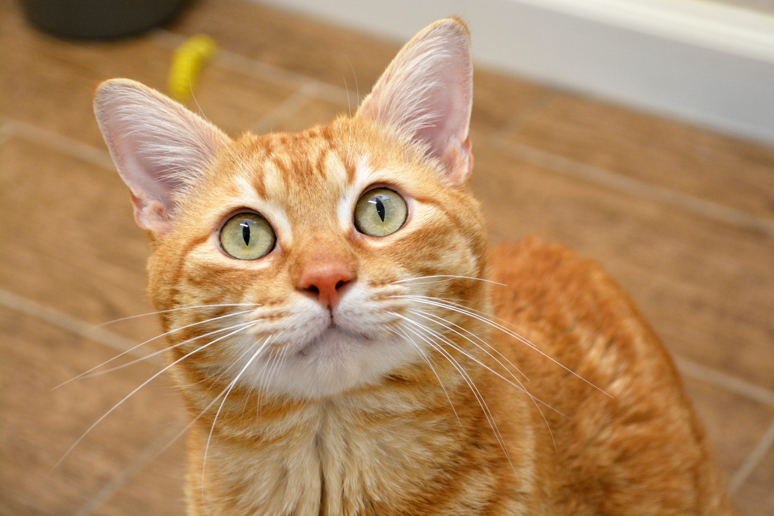 Crinkle Fry | Shadow Cats