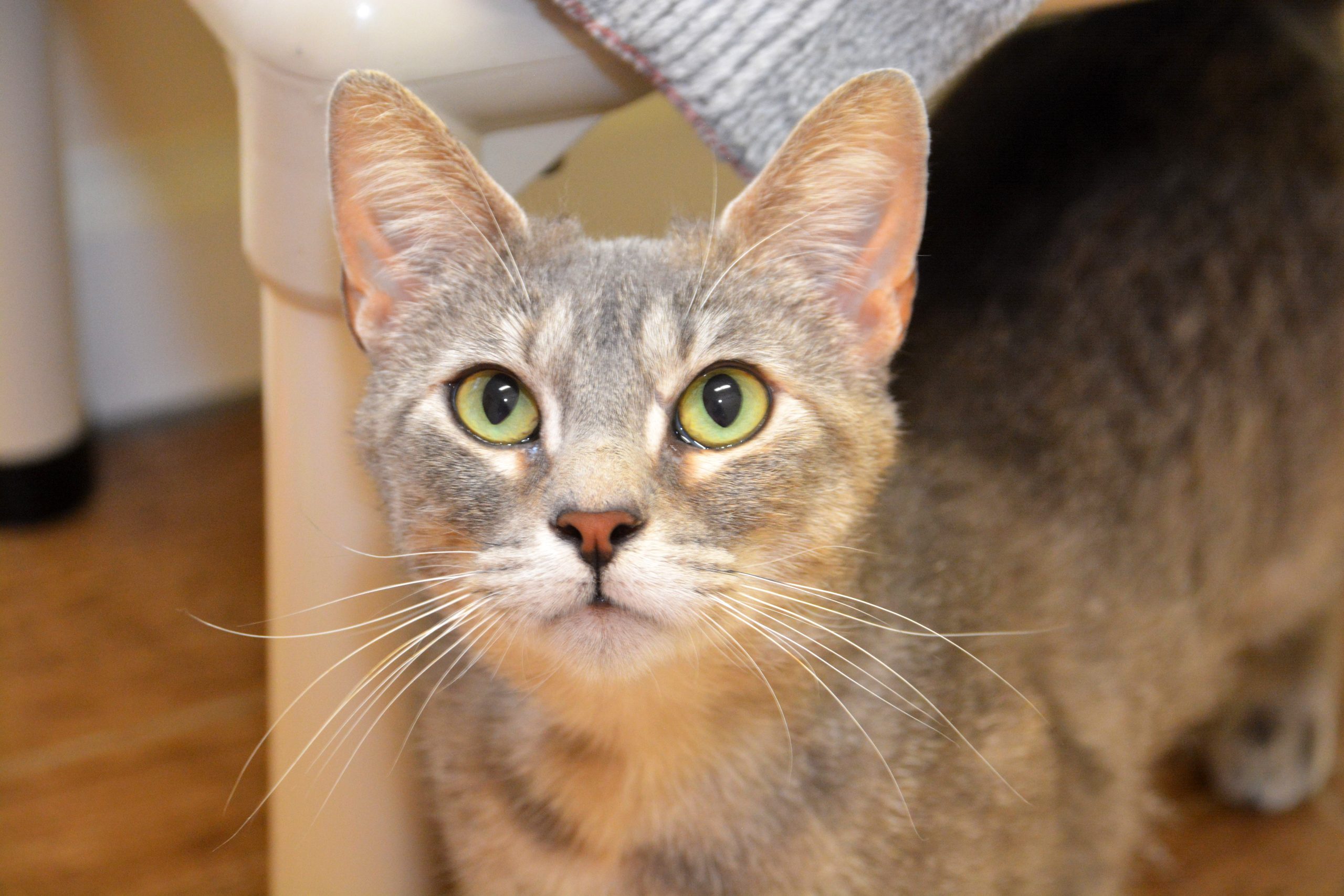 Delilah | Shadow Cats