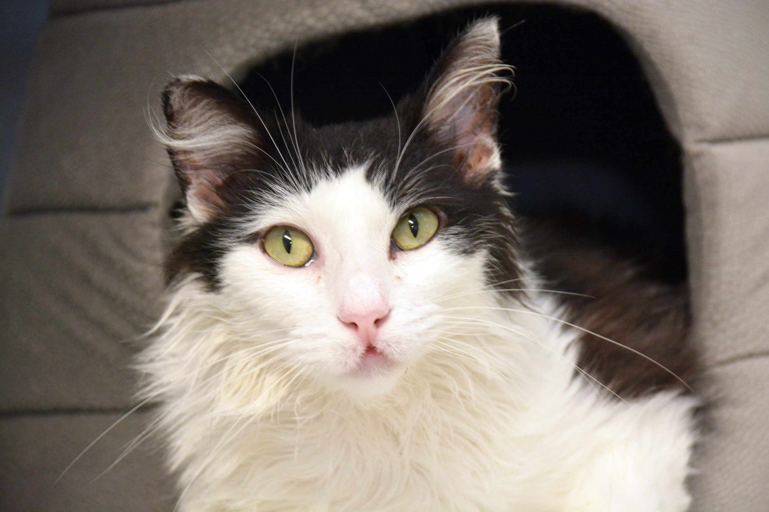 Dottie | Shadow Cats