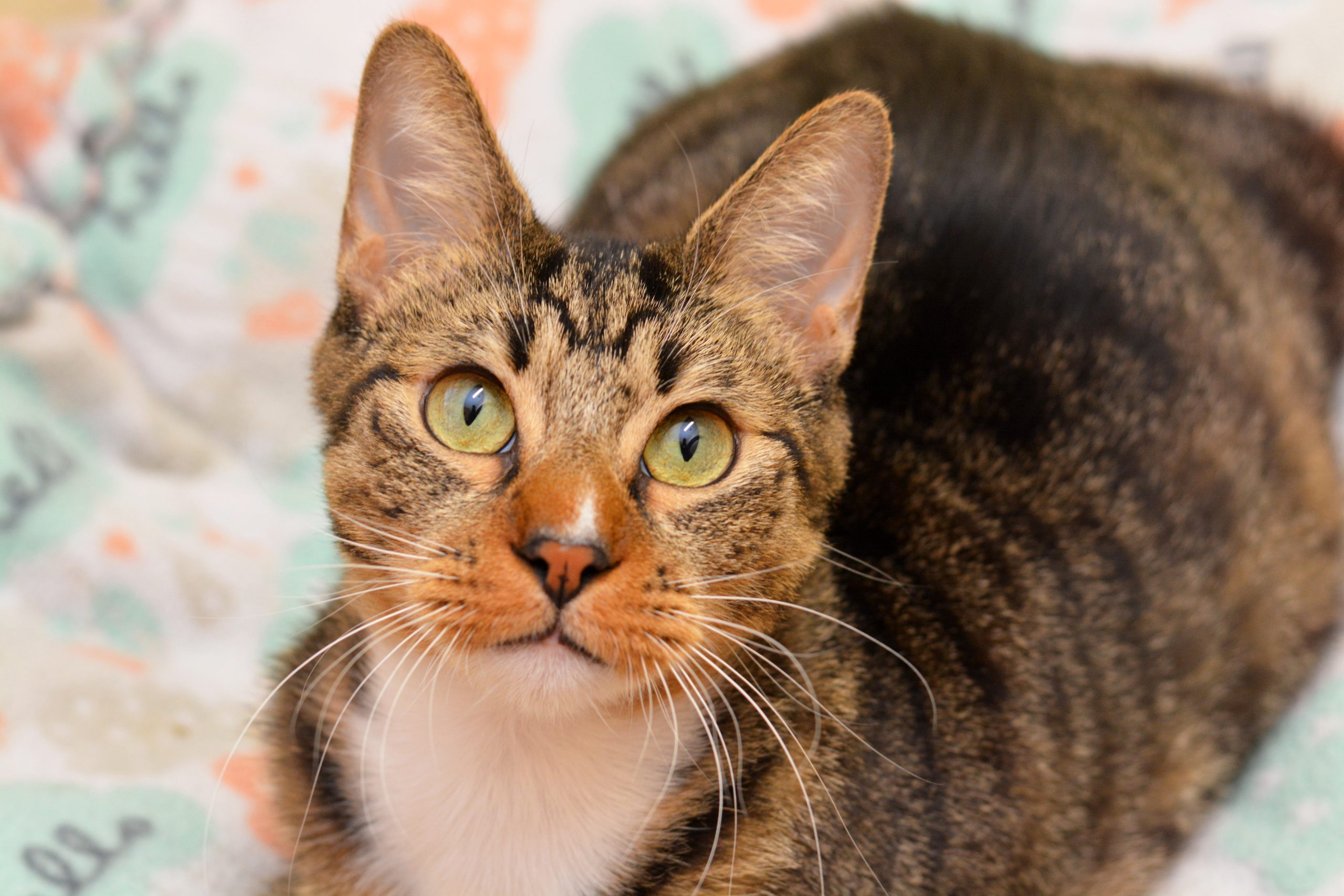 Kibble | Shadow Cats