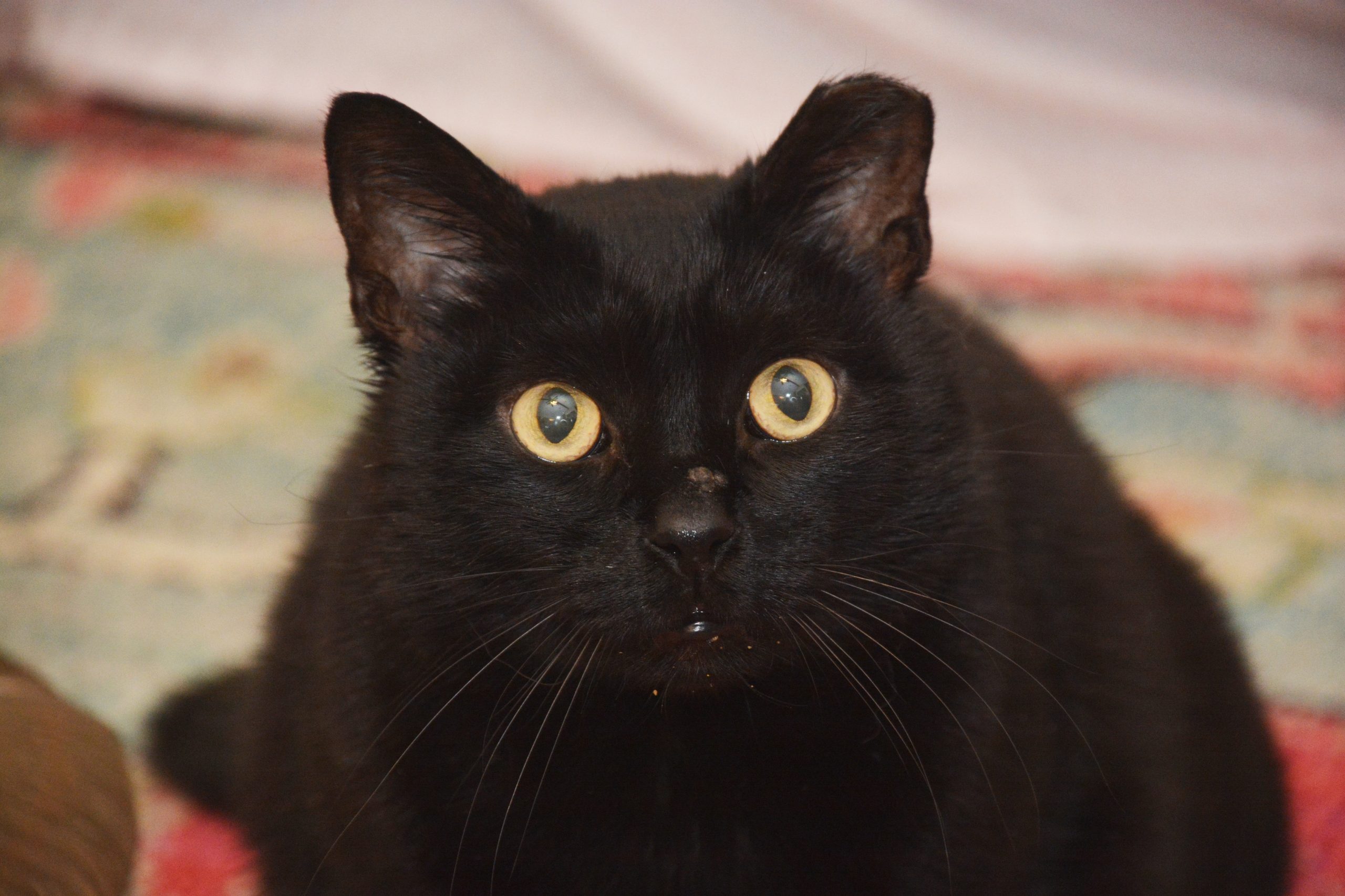 Thomas | Shadow Cats