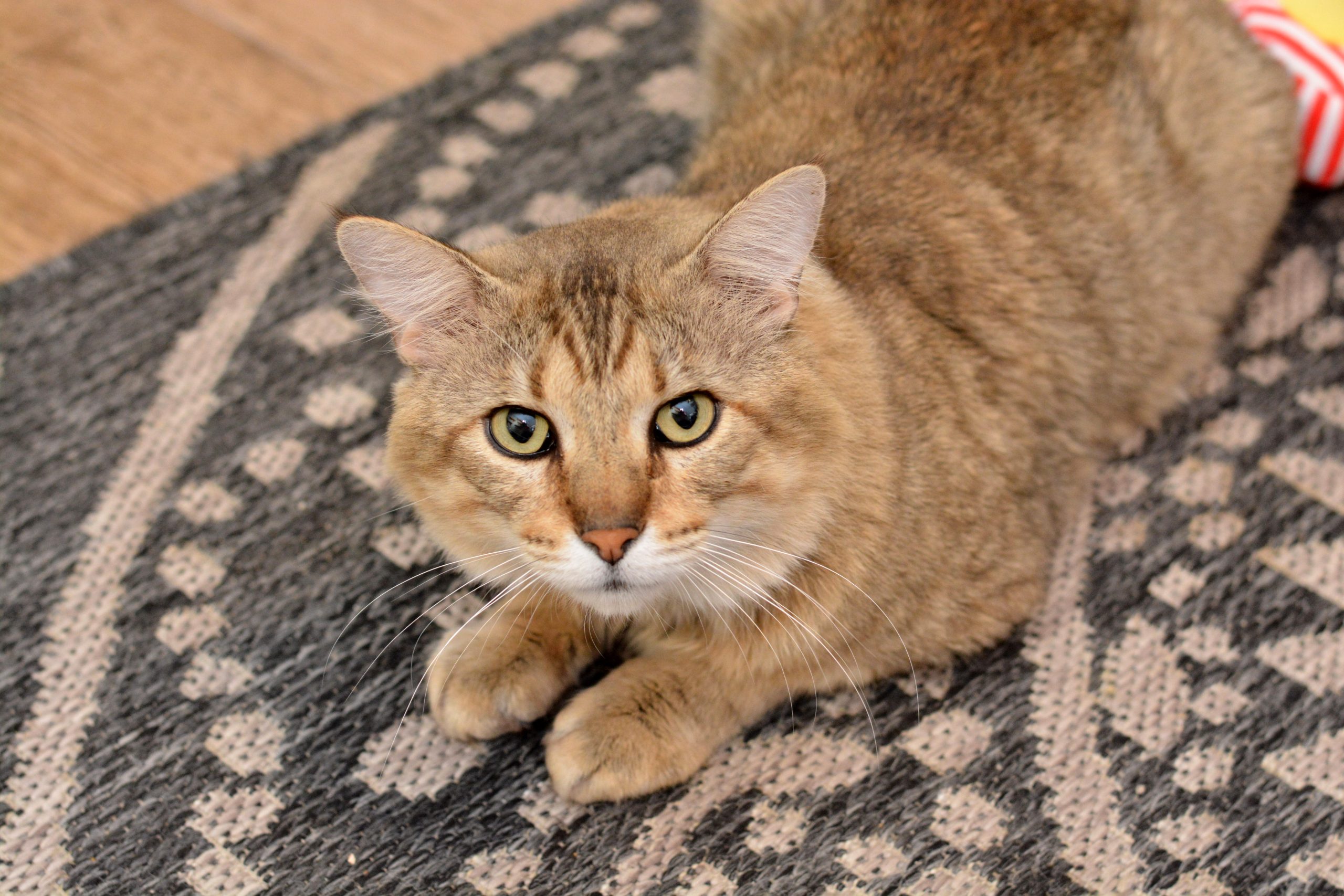 Hamilton | Shadow Cats