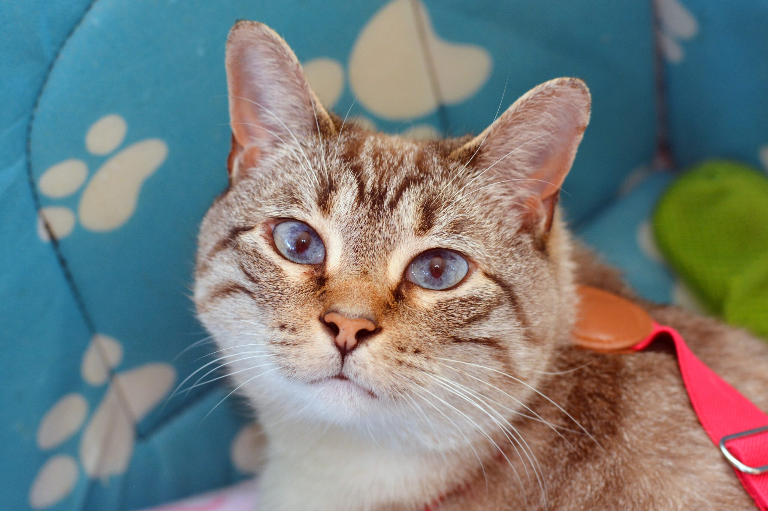 Petunia | Shadow Cats